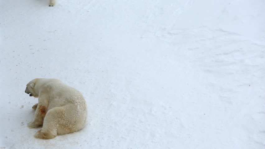 Polar Bears Snow Covered Wildlife Park Ranua Finland Northern ...