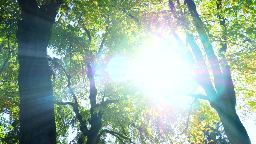 Sun Shining Through Fall Trees Stock Footage Video (100% Royalty-free ...