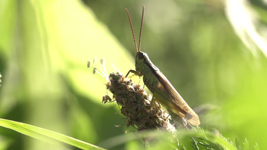 Grasshopper Jumping in Slow-motion Stock Footage Video (100% Royalty ...