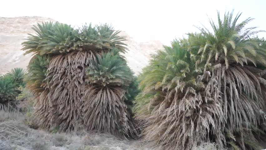 Palm Trees in Small Oasis Stock Footage Video (100% Royalty-free ...