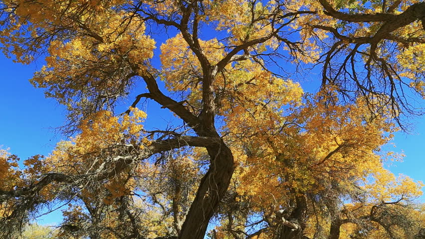 Colorful Fall Leaves Gently Blow Off Tree Against Bright, Blue Sky ...