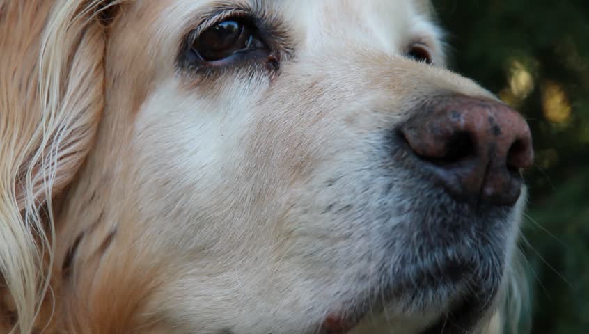 Expressive Lips Of An Orangutan Male, Great Ape With Amazing Cheeks ...