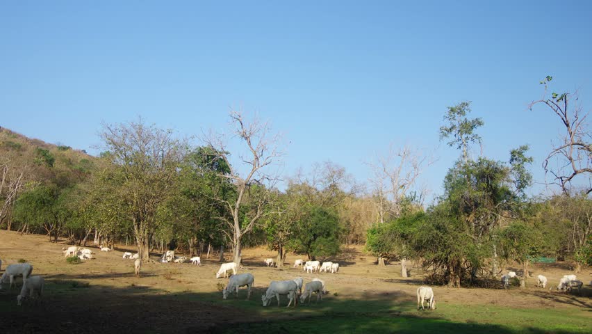 Time-lapse Footage of the Cow Stock Footage Video (100% Royalty-free ...