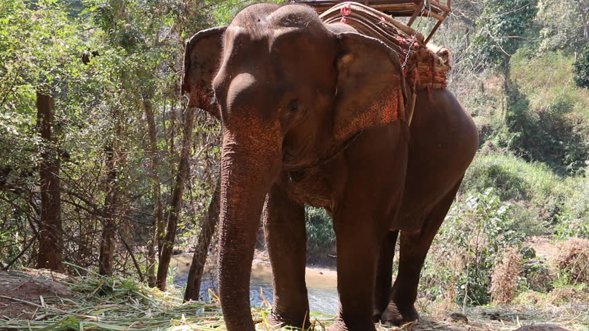 Elephant Stock Footage Video (100% Royalty-free) 8413222 | Shutterstock