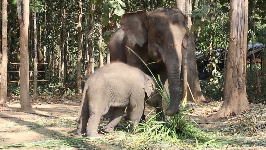 Elephant Stock Footage Video (100% Royalty-free) 8415832 | Shutterstock