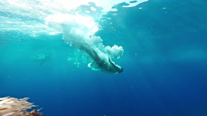 Sand Diver image - Free stock photo - Public Domain photo - CC0 Images