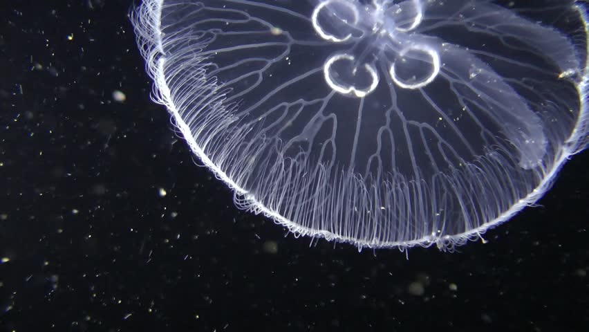 Invertebrate Marine Coelenterates Jellyfish Aurelia (Aurelia Aurita) In ...