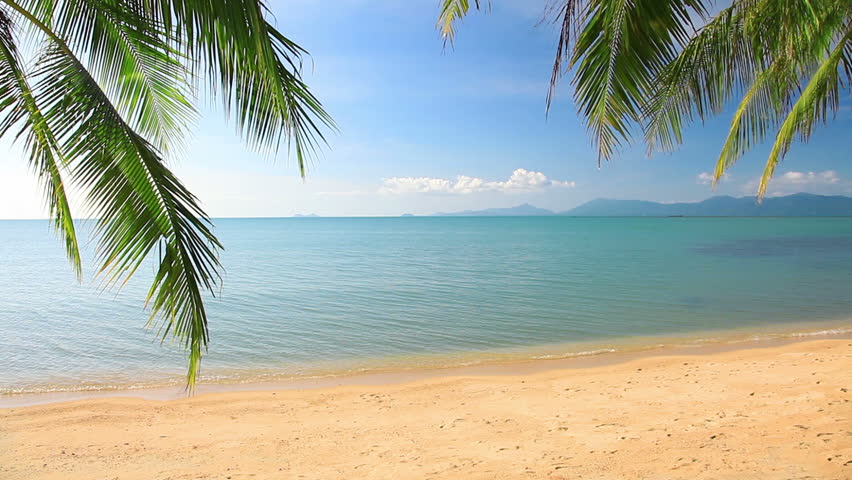 Tropical Beach And Palm Tree Stock Footage Video 2050604 | Shutterstock