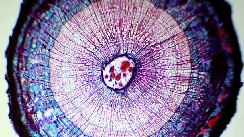 Cross-section of the Stem Woody Stock Footage Video (100% Royalty-free ...