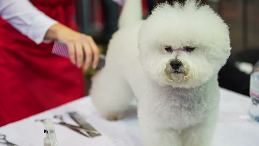 Stock video of bichon frise dog fur styling. professional | 9165542 ...