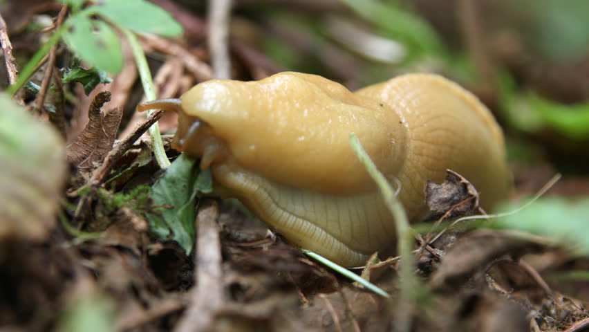 Closeup of Banana Slug Eating Stock Footage Video (100% Royalty-free ...
