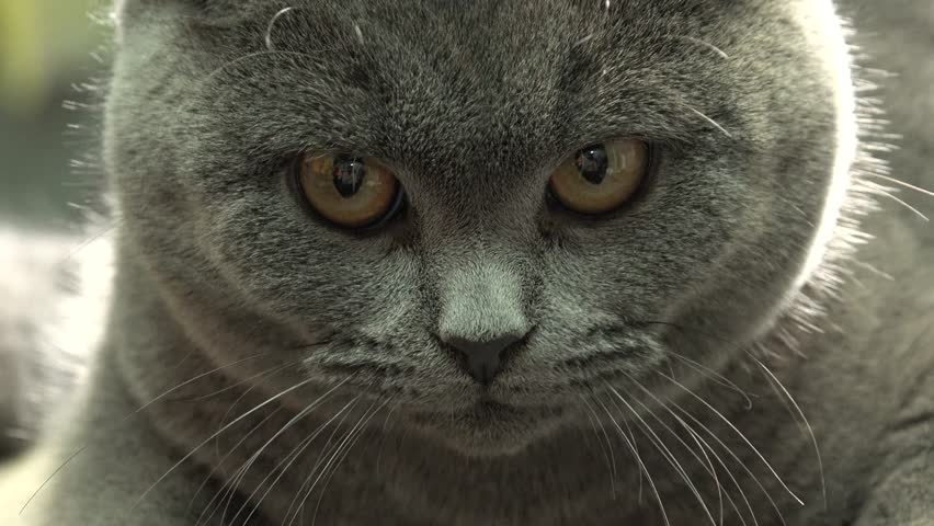 Stock video of scottish fold cat closeup. 4k ultra | 9277712 | Shutterstock