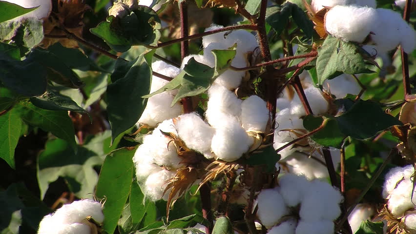 MOREE, AUSTRALIA - APR 24 2013: A Cotton Harvester At Work Taking Off ...