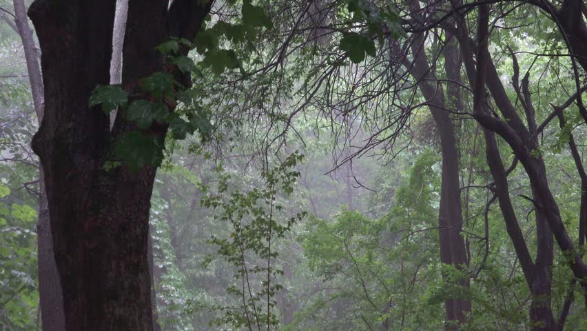 4K Storm, Torrential Summer Rain Forest, Raining In Wood, View Wet ...