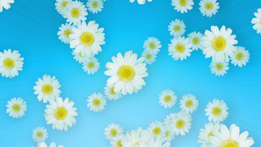 Daisy Flower Animation Background Loop Stock Footage Video 4433789 ...