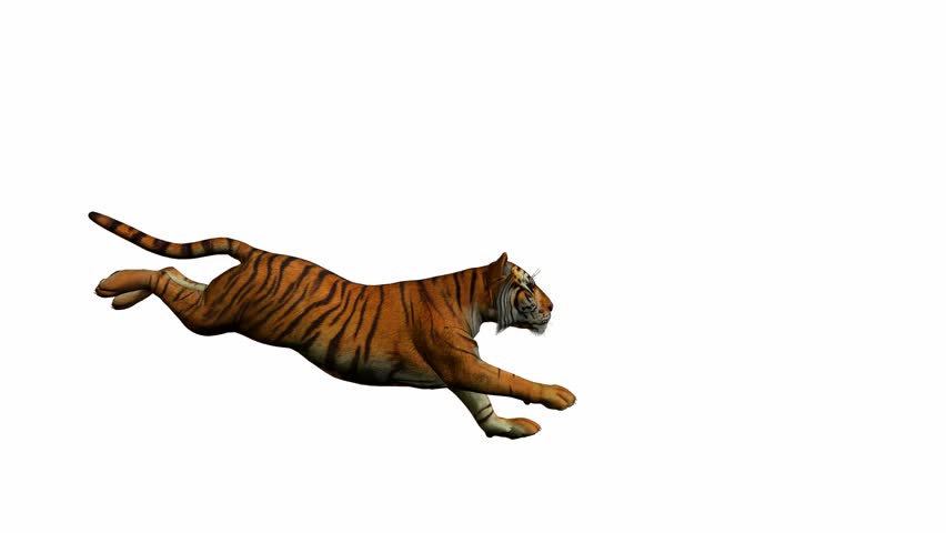 Stock video of tiger running on a white background | 947302 | Shutterstock