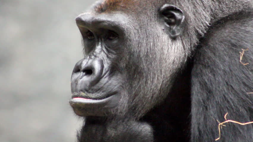 Gorilla Catches a Fly and Stock Footage Video (100% Royalty-free ...