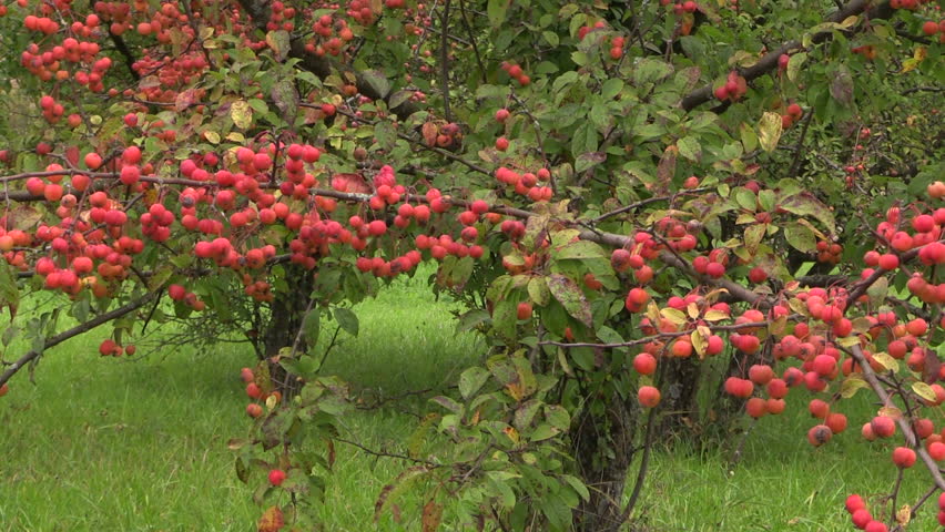 Stock video of decorative japanese apple tree with fruits | 9711152 ...
