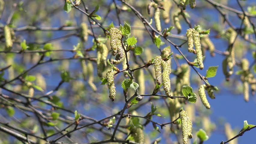 Stock video of pollen on birch tree | 9714272 | Shutterstock