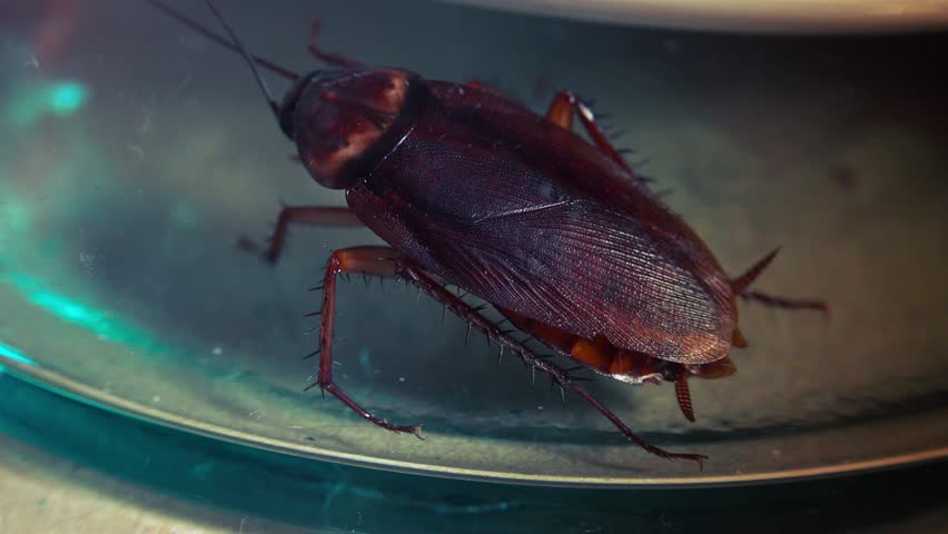 American Cockroaches. Periplaneta Americana. The Cockroach Made Many ...