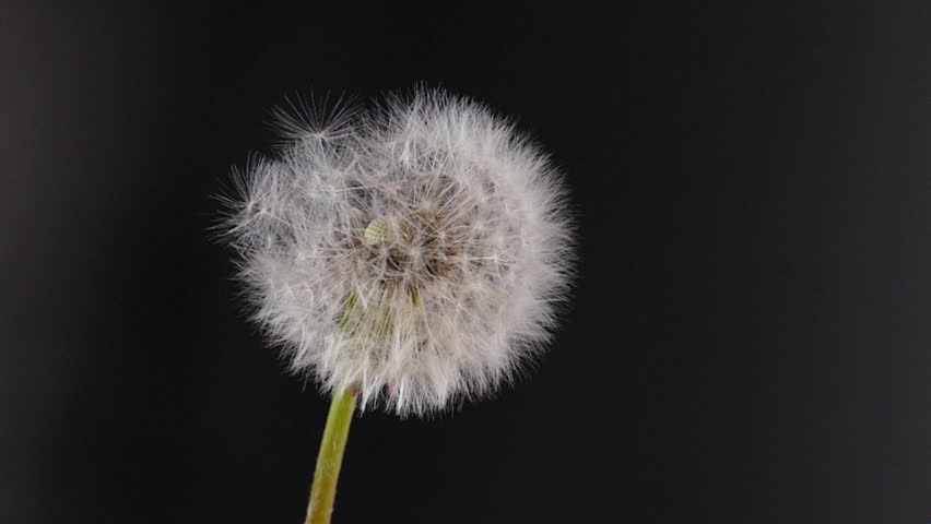 Seeds of Dandelion Fly Away Stock Footage Video (100% Royalty-free ...