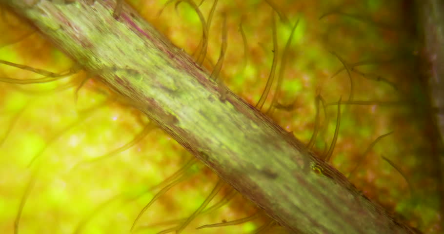 Stock video of mint leaf plant under microscope magnification | 9874442 ...