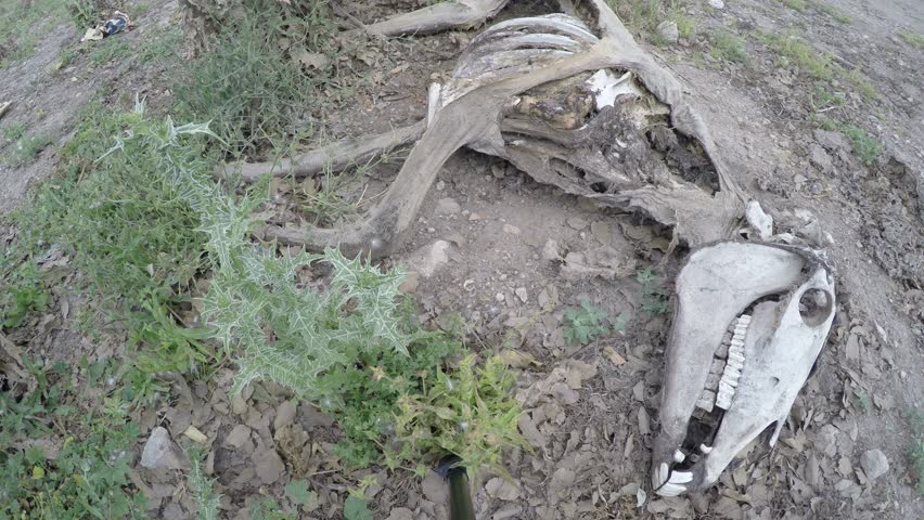 Carcass of Dead Donkey, Died Stock Footage Video (100% Royalty-free ...