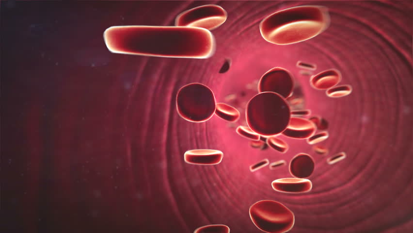 Fat Cell And Erythrocyte In The Blood, Inside The Blood Vessel, High ...