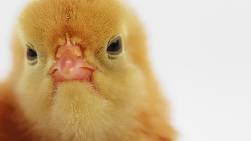 Baby Chick Chirping On A White Background Stock Footage Video 9976559 ...