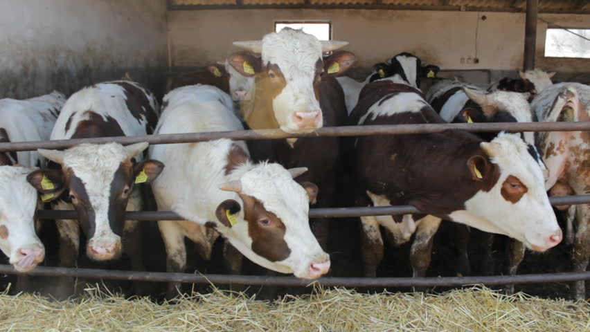 Cattle Farm Animals Eating Hay Stock Footage Video (100% Royalty-free ...