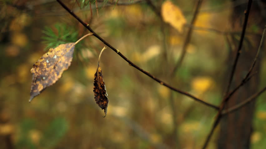 Stock video of almost fallen-off autumn leaves move in | 9995702 ...